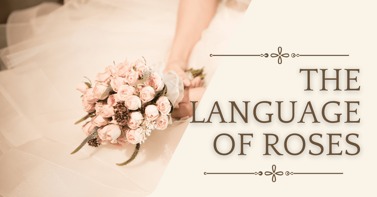 The Language of Roses: What Each Color Says About Your Love